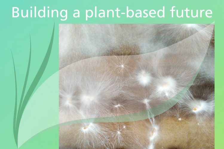 Netzwerker der Natur: Myzelforschung am Fraunhofer WKI